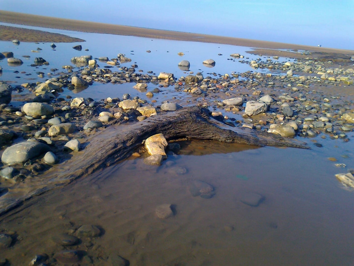 Petrified Forest on Cleveleys Beach - have you seen it? - Visit Cleveleys